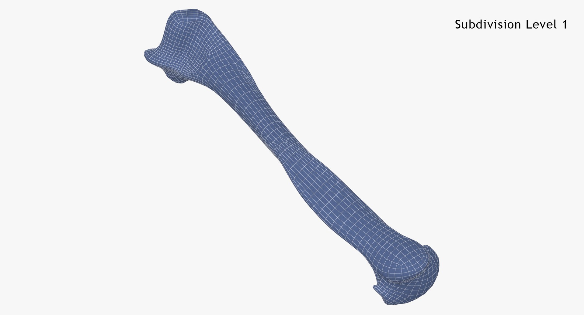 Pavian Monkey Male Humerus Bone 01 3D - TurboSquid 2088629