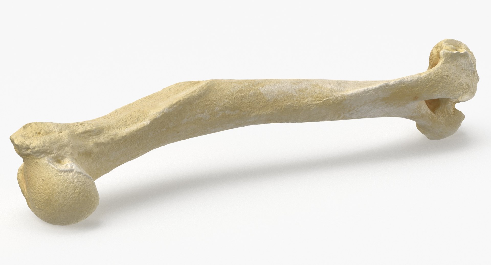 Pavian Monkey Male Humerus Bone 01 3D - TurboSquid 2088629