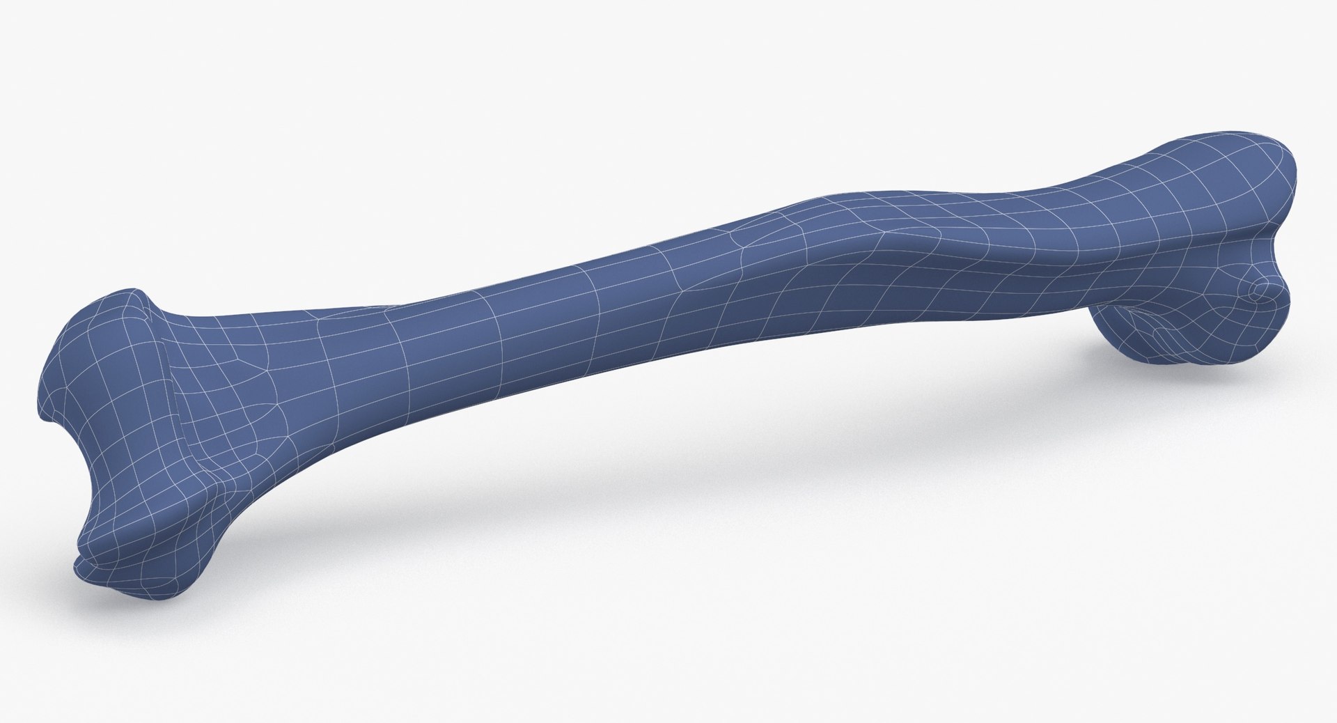 Pavian Monkey Male Humerus Bone 01 3D - TurboSquid 2088629