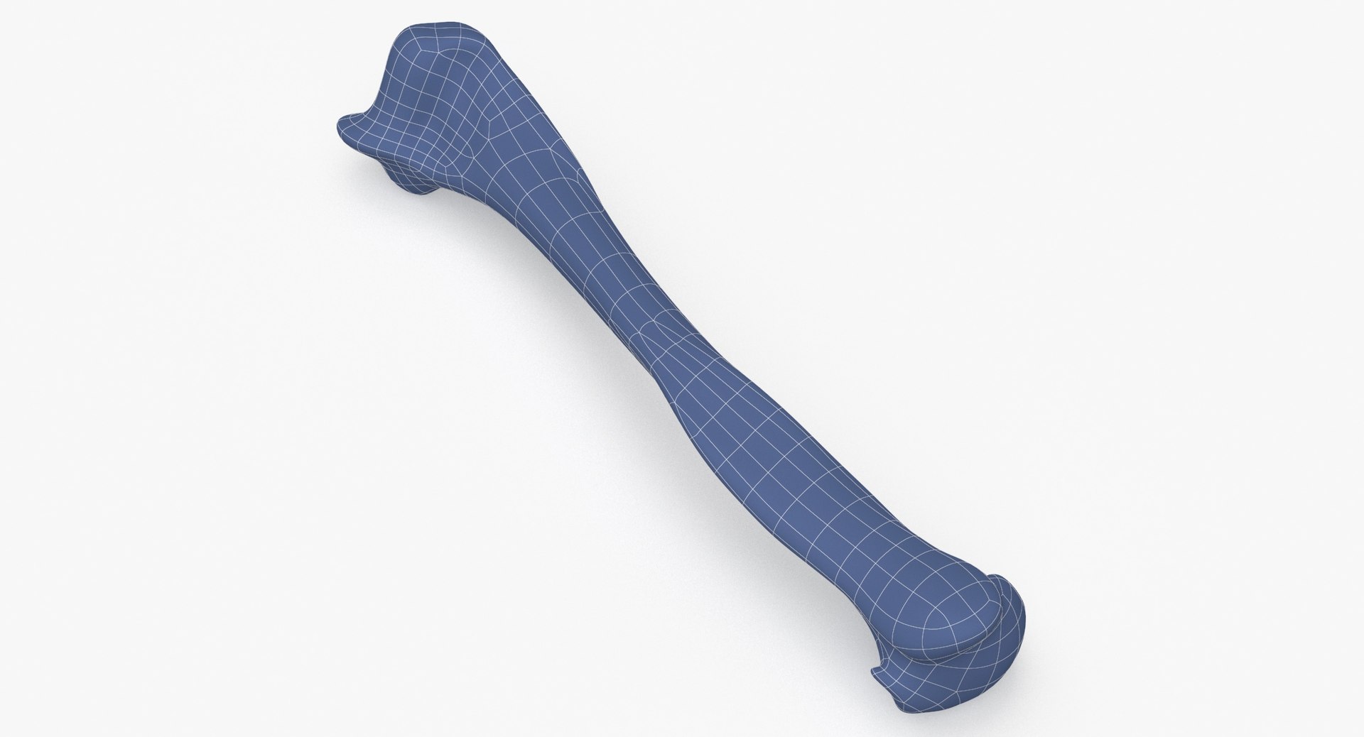 Pavian Monkey Male Humerus Bone 01 3D - TurboSquid 2088629