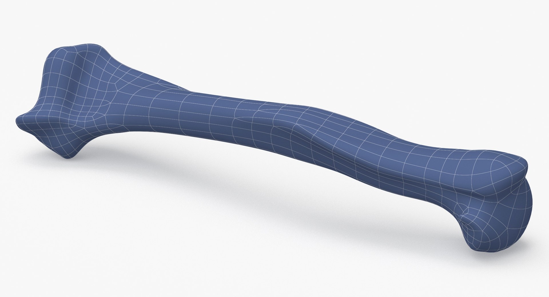 Pavian Monkey Male Humerus Bone 01 3D - TurboSquid 2088629