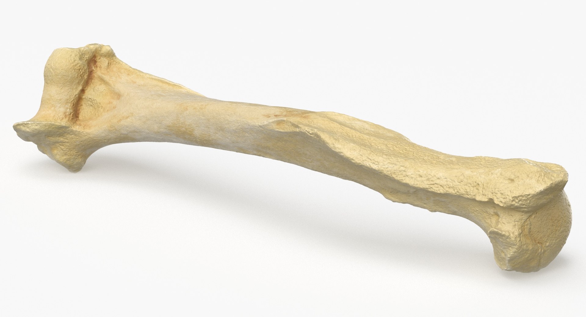 Pavian Monkey Male Humerus Bone 01 3D - TurboSquid 2088629