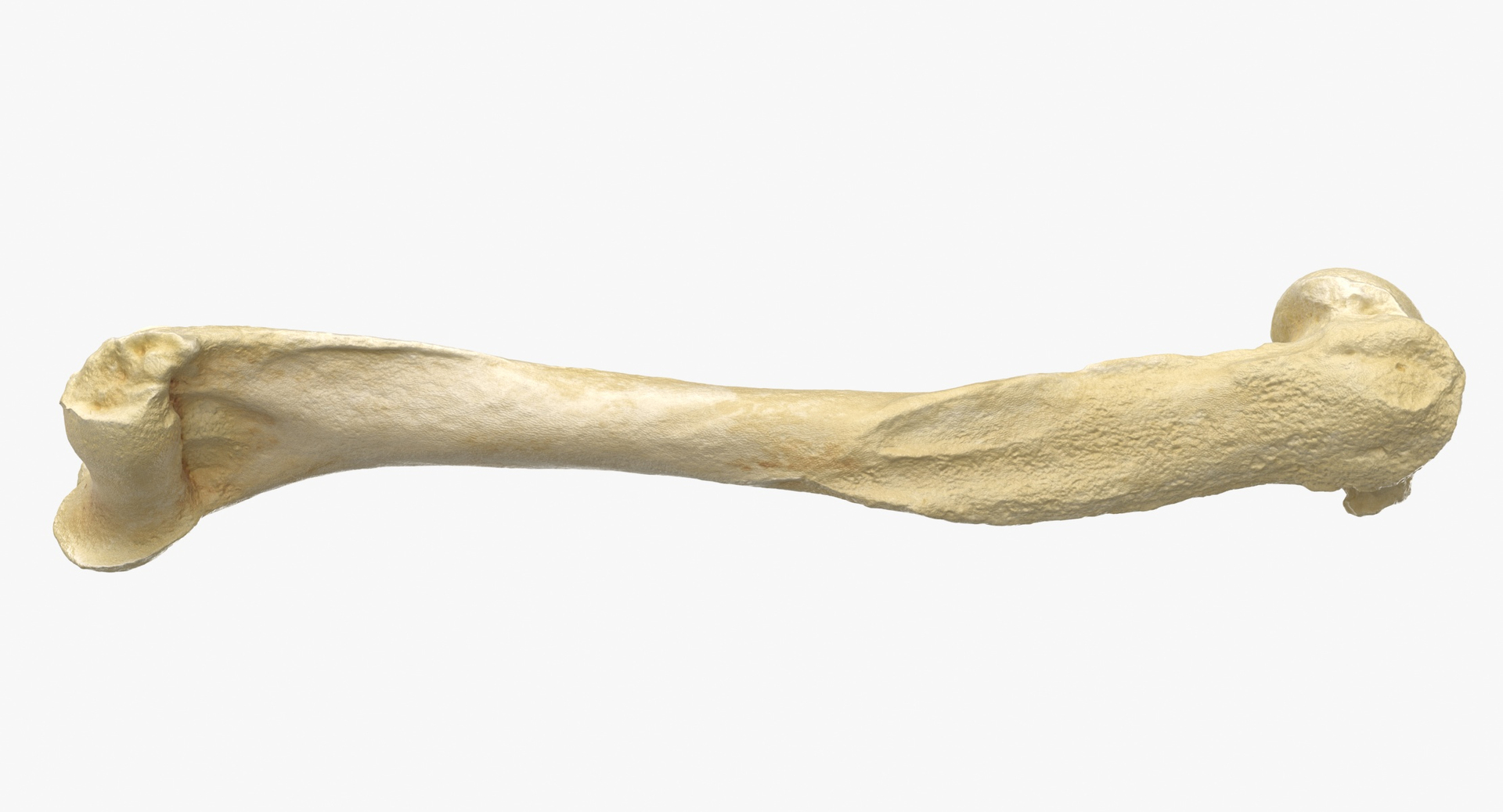 Pavian Monkey Male Humerus Bone 01 3D - TurboSquid 2088629