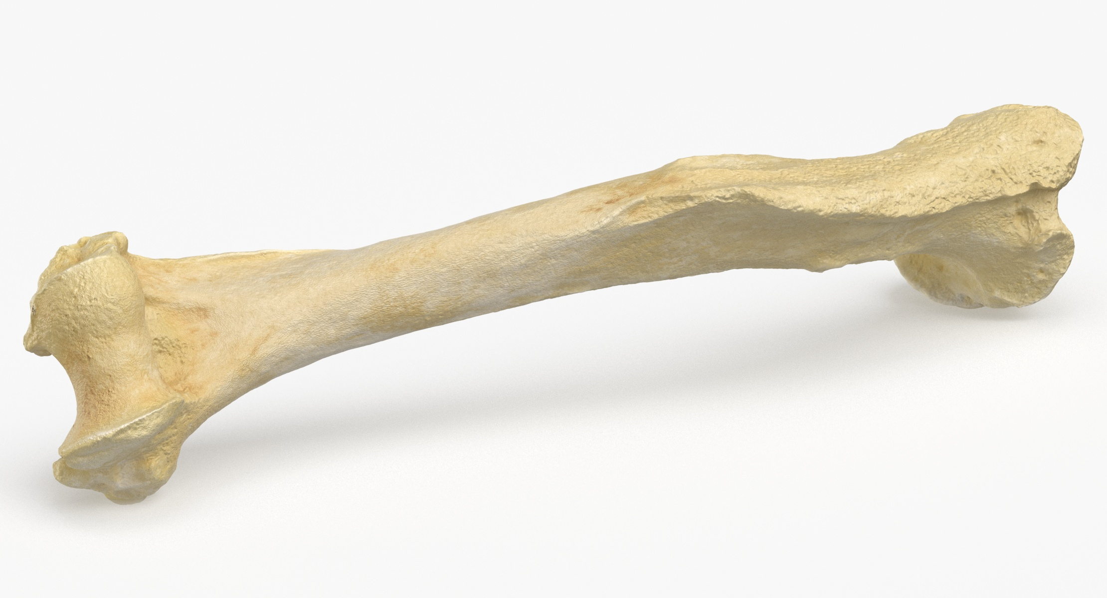 modelo 3d Hueso del húmero masculino del mono paviano 01 - TurboSquid ...