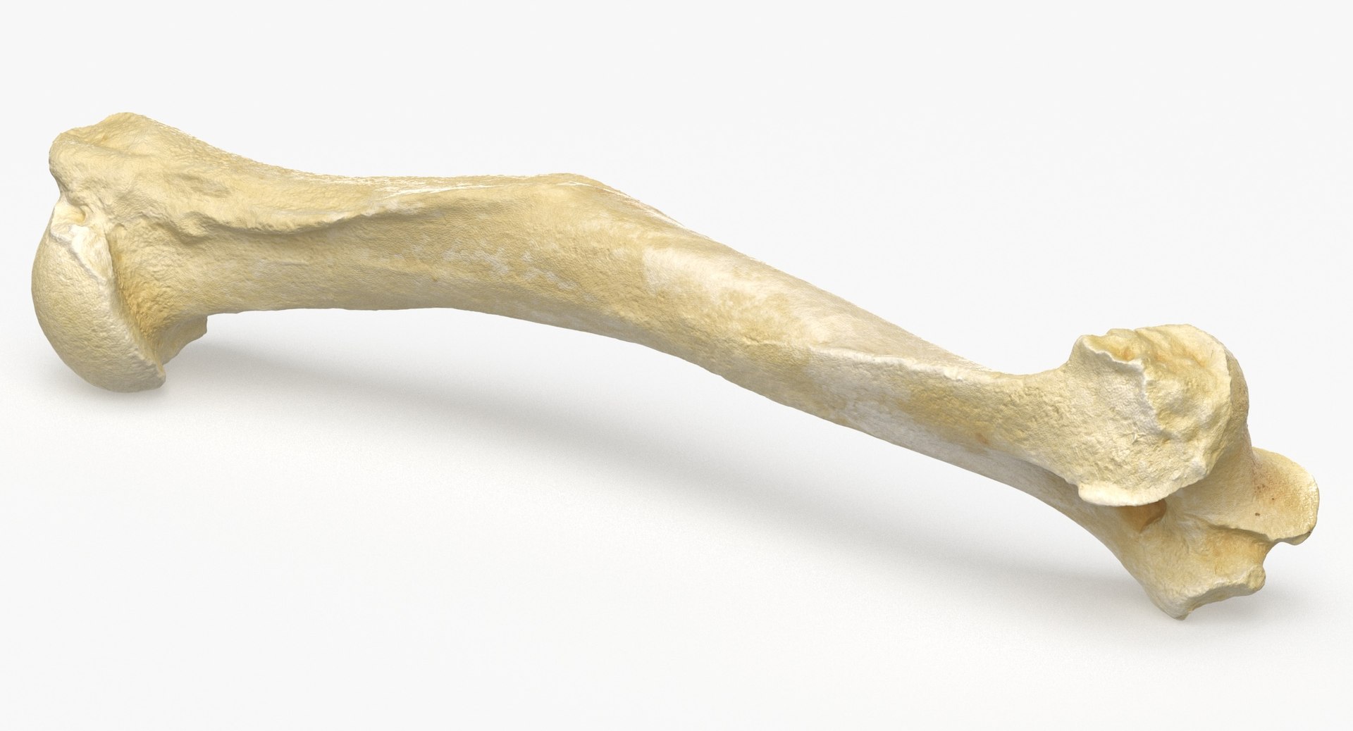 Pavian Monkey Male Humerus Bone 01 3D - TurboSquid 2088629
