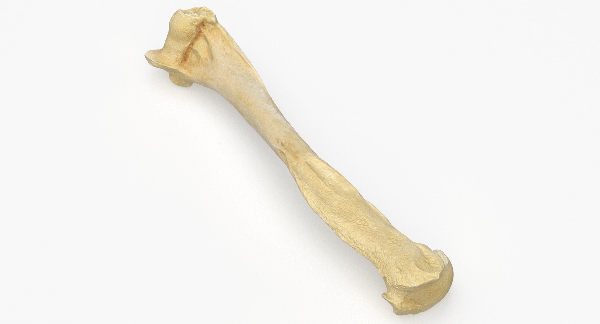 Pavian Monkey Male Humerus Bone 01 3D - TurboSquid 2088629