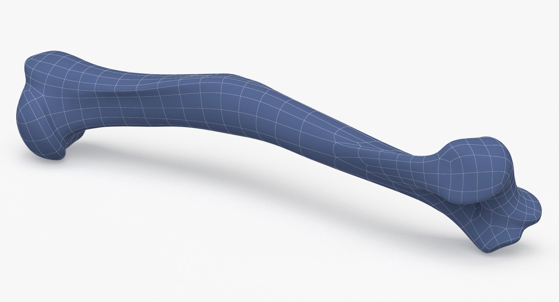 Pavian Monkey Male Humerus Bone 01 3D - TurboSquid 2088629