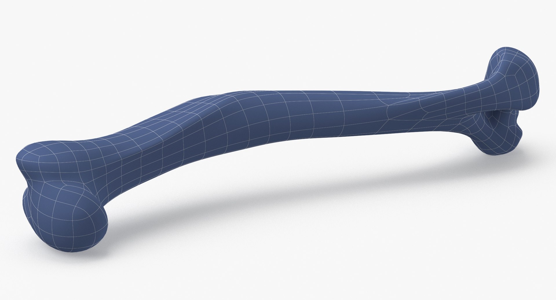 Pavian Monkey Male Humerus Bone 01 3D - TurboSquid 2088629