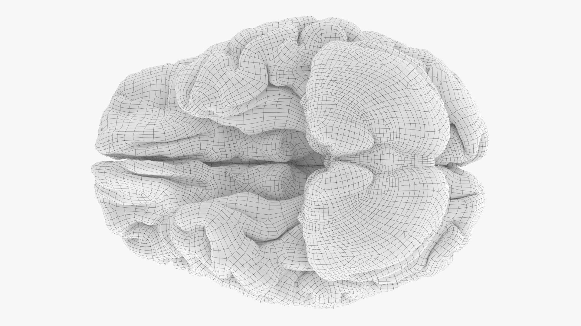 3D Model Brain Cerebellum - TurboSquid 1531033