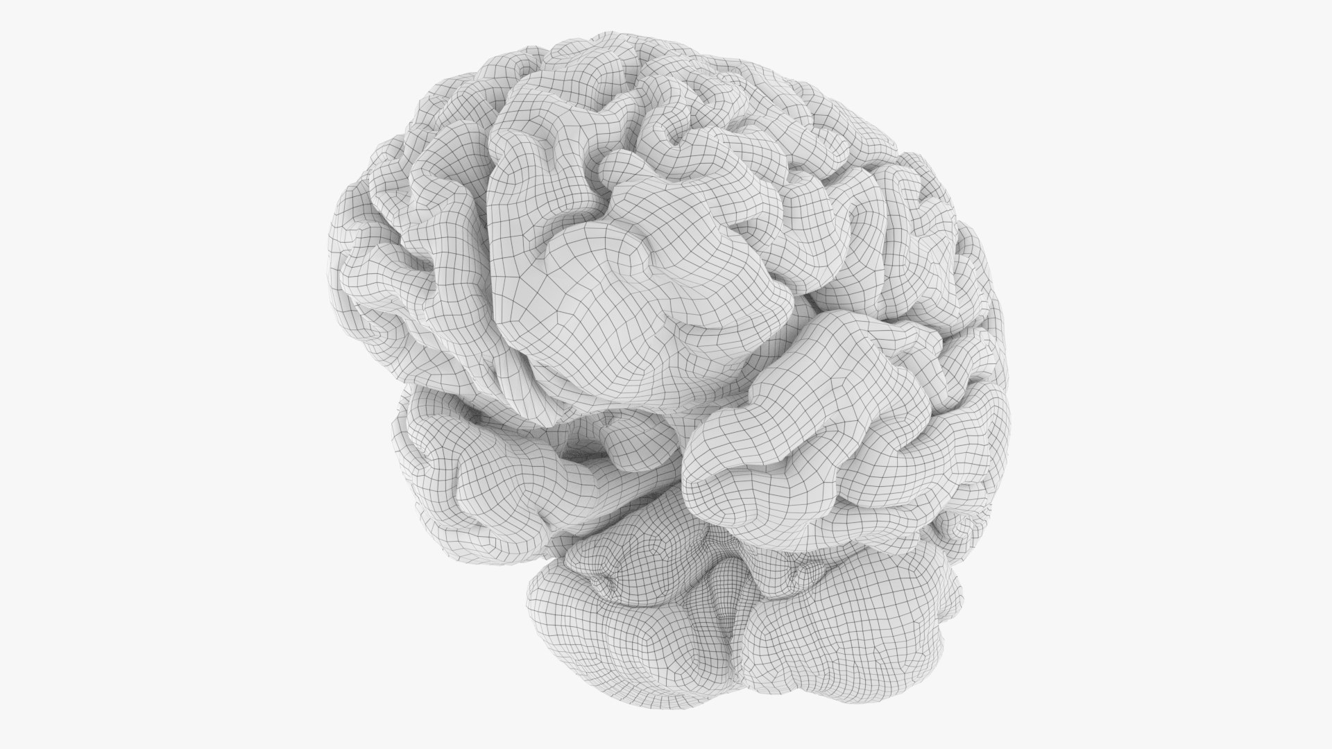 3D Model Brain Cerebellum - TurboSquid 1531033