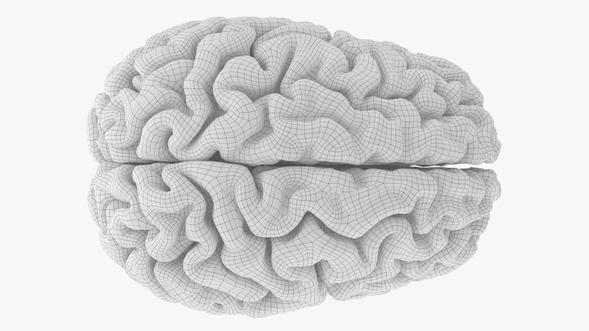 3D Model Brain Cerebellum - TurboSquid 1531033