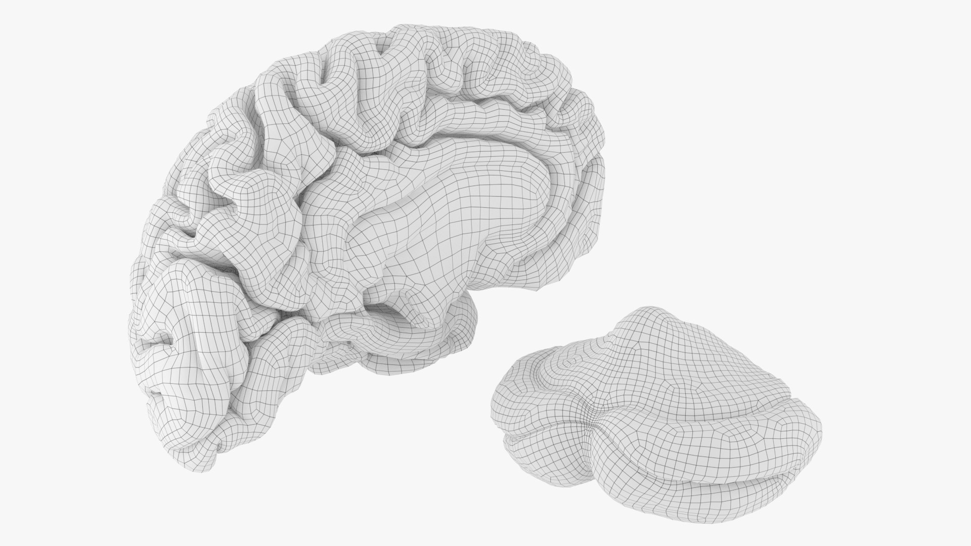 3D Model Brain Cerebellum - TurboSquid 1531033