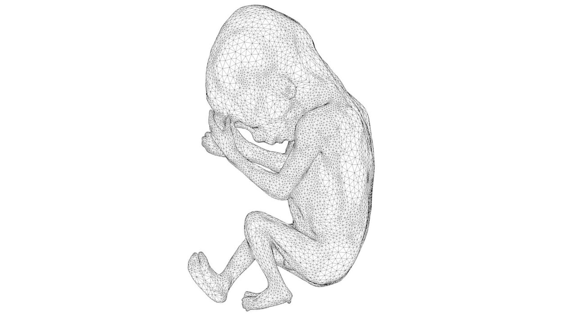 3D Fetus Baby Embryo - TurboSquid 1425690