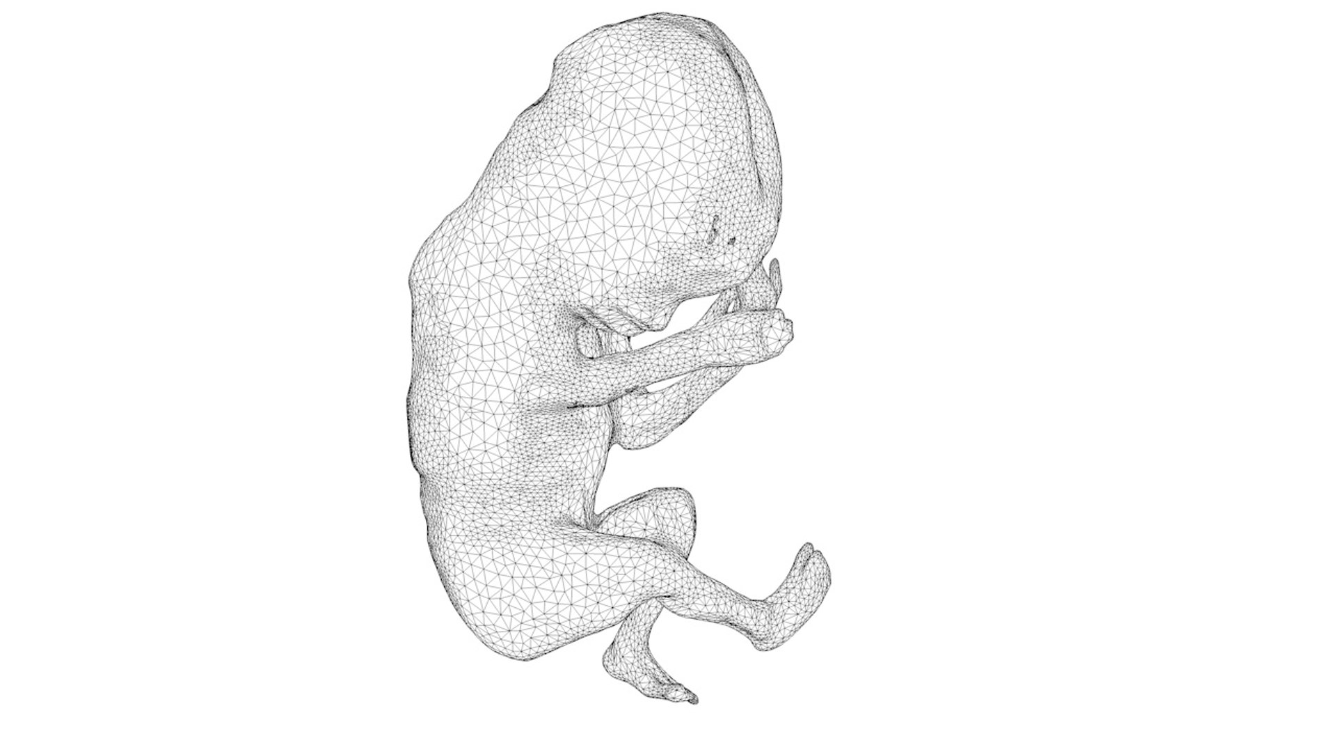 3D Fetus Baby Embryo - TurboSquid 1425690