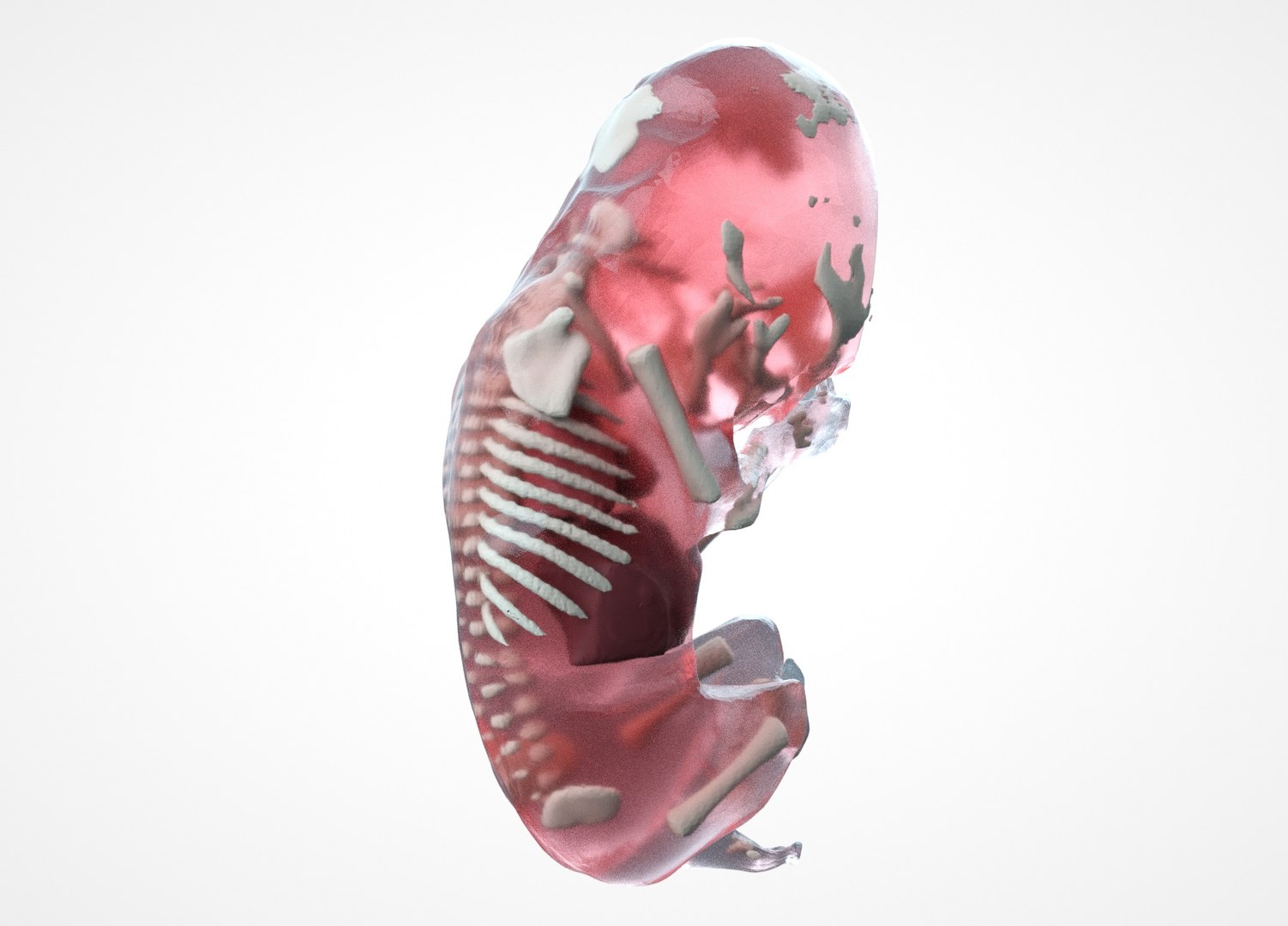 3D Fetus Baby Embryo - TurboSquid 1425690