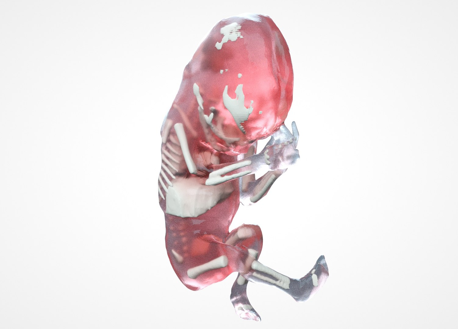 3D Fetus Baby Embryo - TurboSquid 1425690