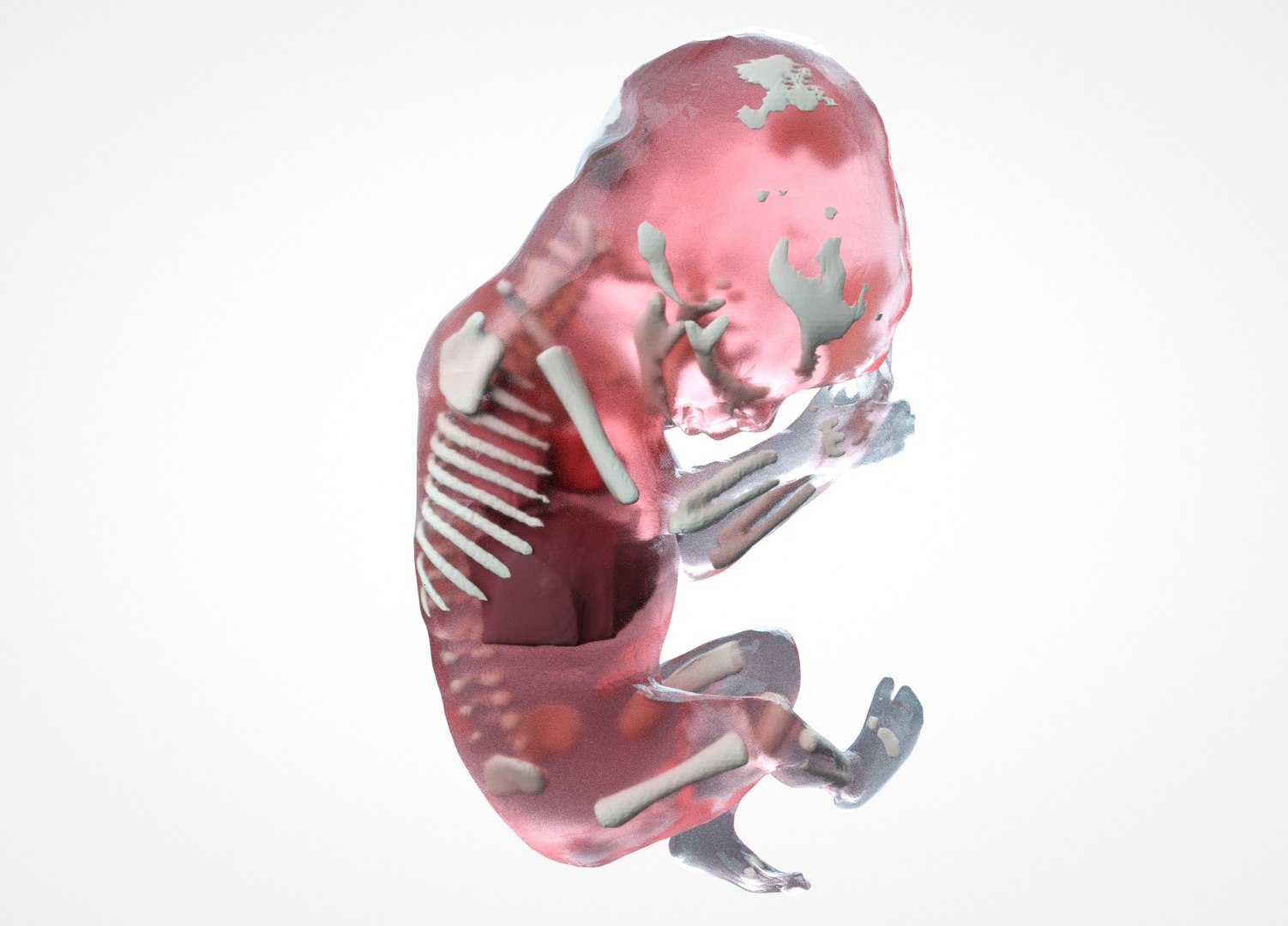 3D Fetus Baby Embryo - TurboSquid 1425690