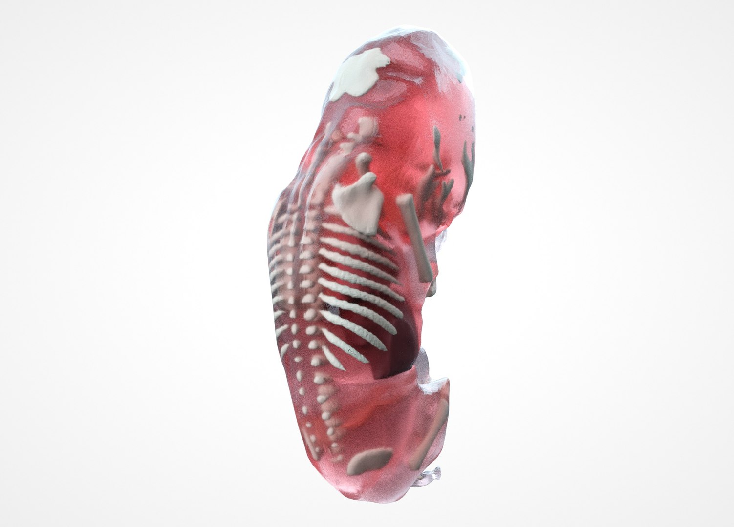 3D Fetus Baby Embryo - TurboSquid 1425690