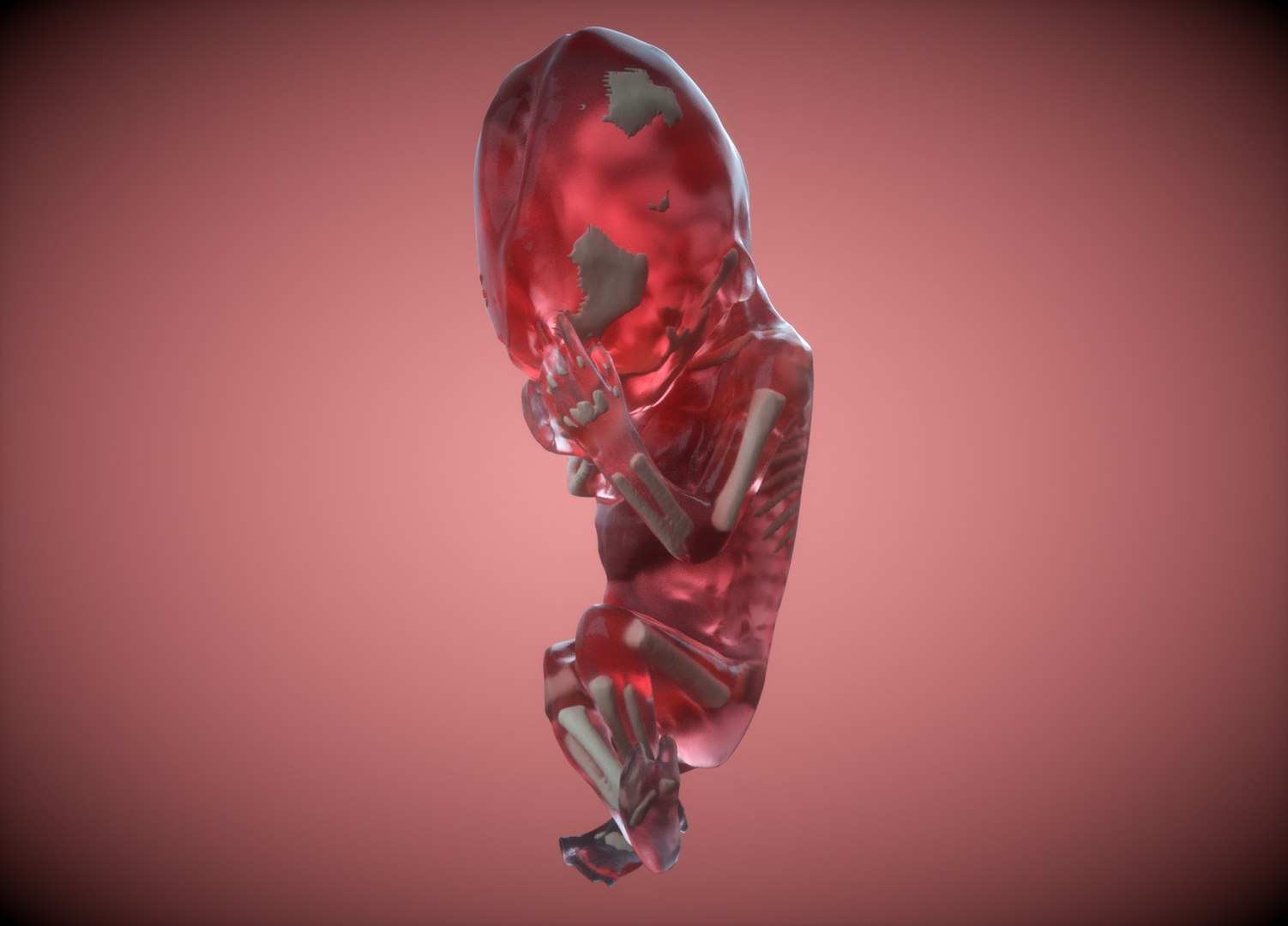 3D Fetus Baby Embryo - TurboSquid 1425690