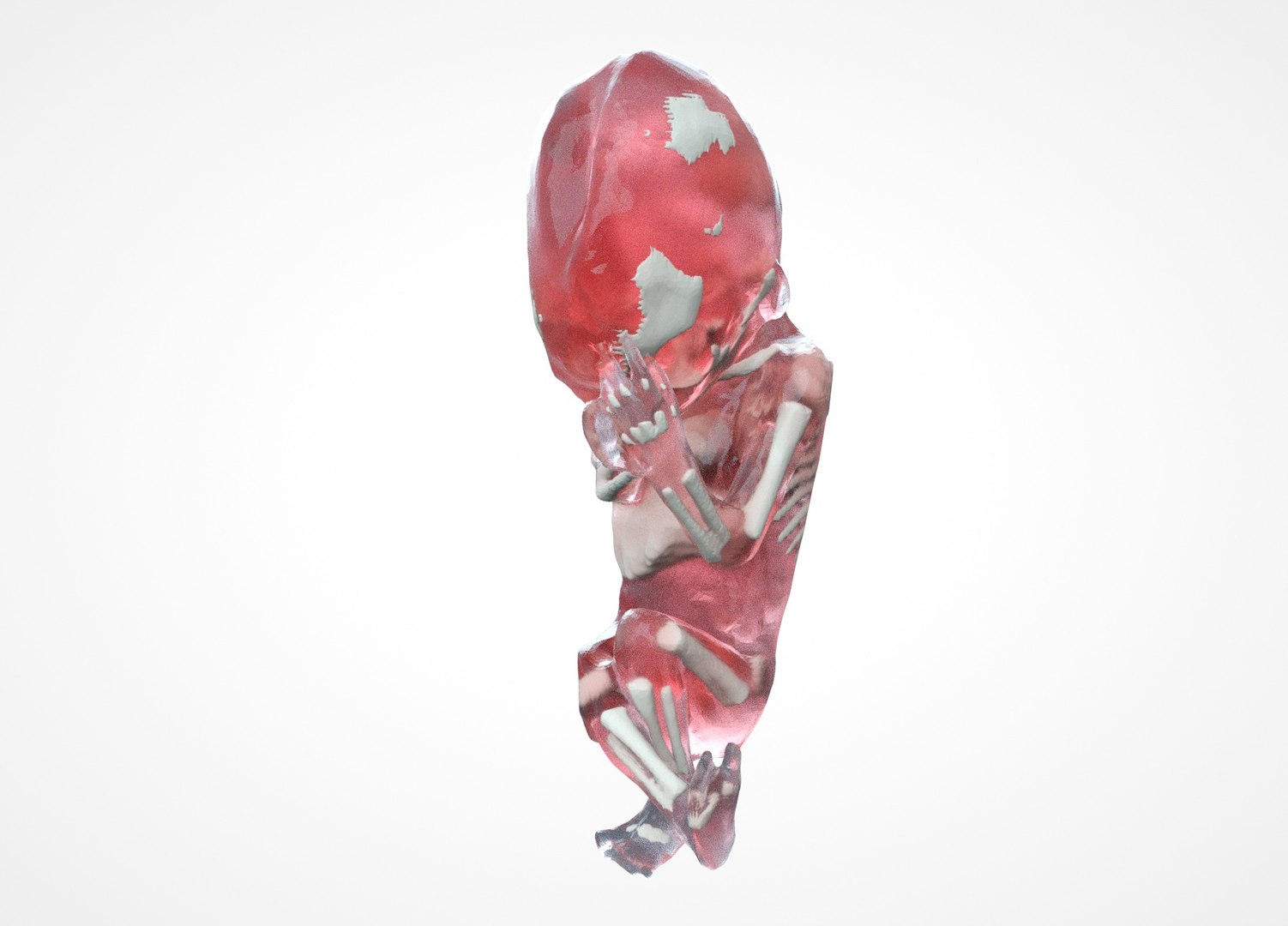 3D Fetus Baby Embryo - TurboSquid 1425690
