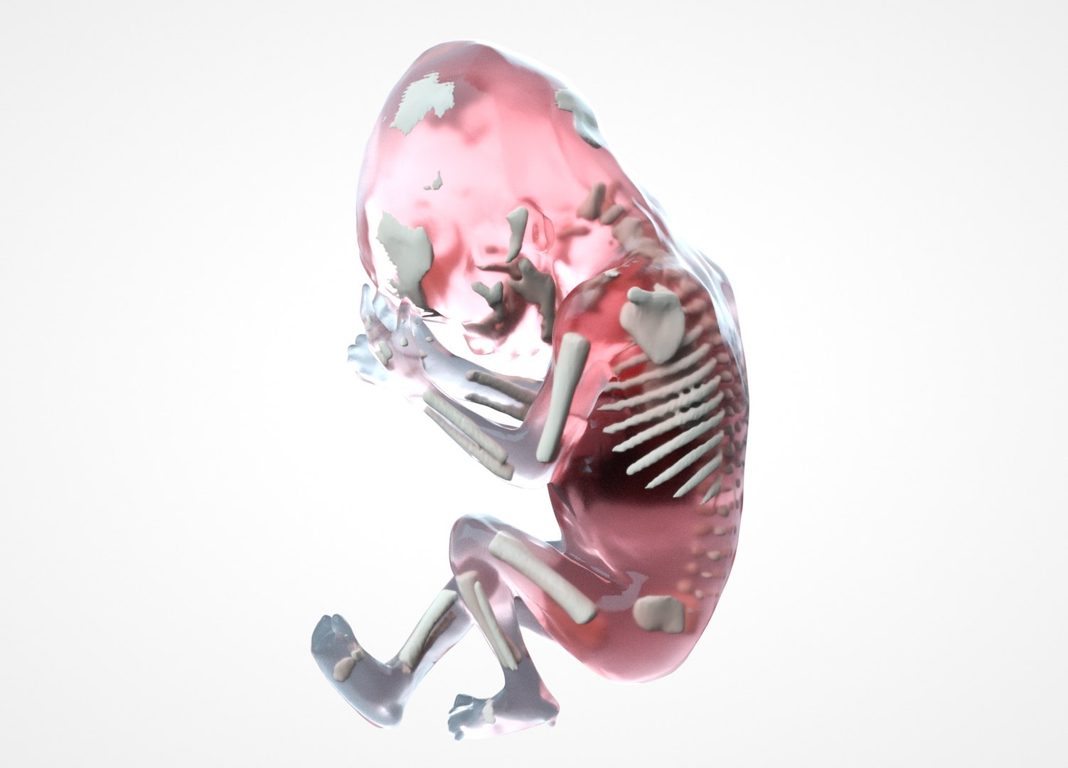 3D Fetus Baby Embryo - TurboSquid 1425690