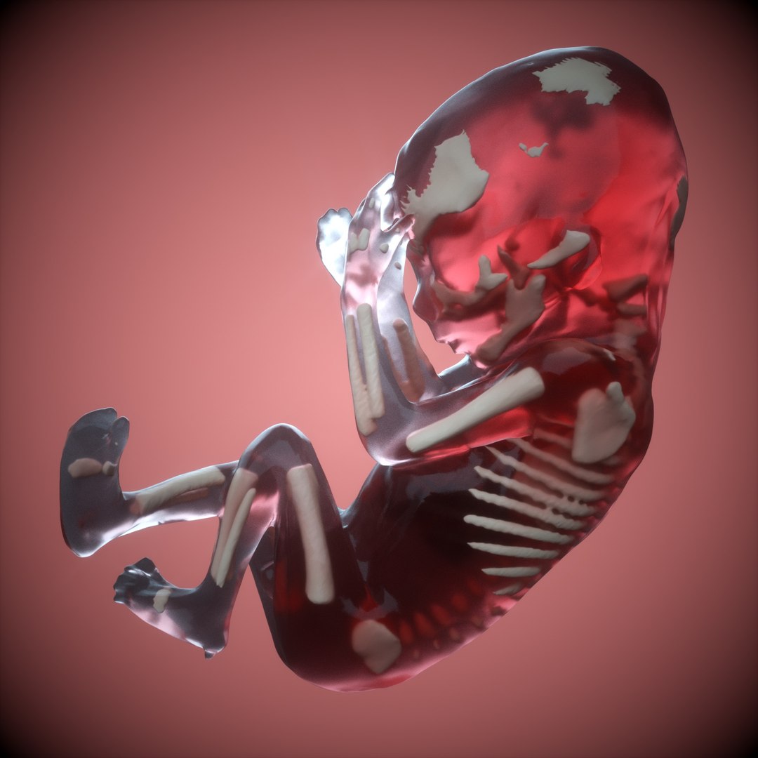 3D fetus baby embryo - TurboSquid 1425690