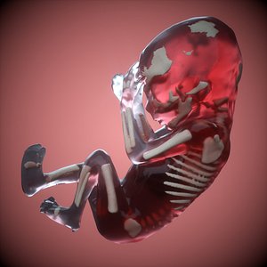 Download 3D Fetus STL Models - TurboSquid