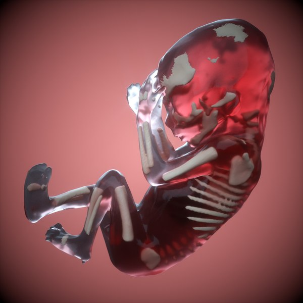 3D Womb Models | TurboSquid