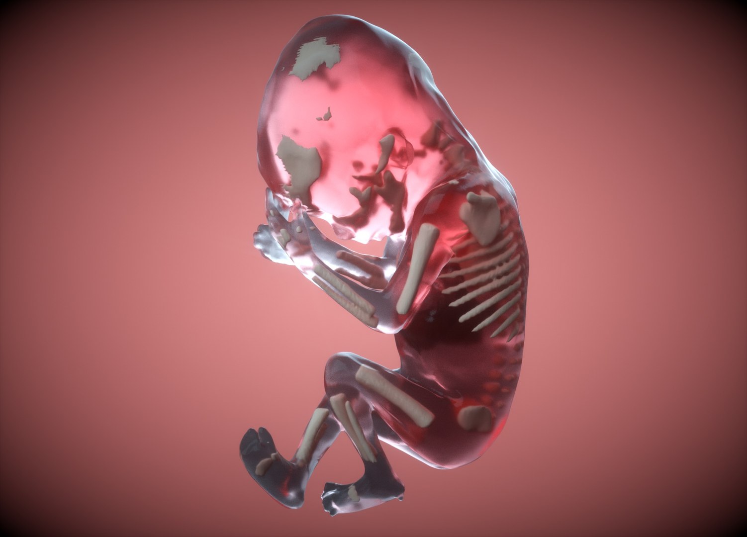 3D Fetus Baby Embryo - TurboSquid 1425690