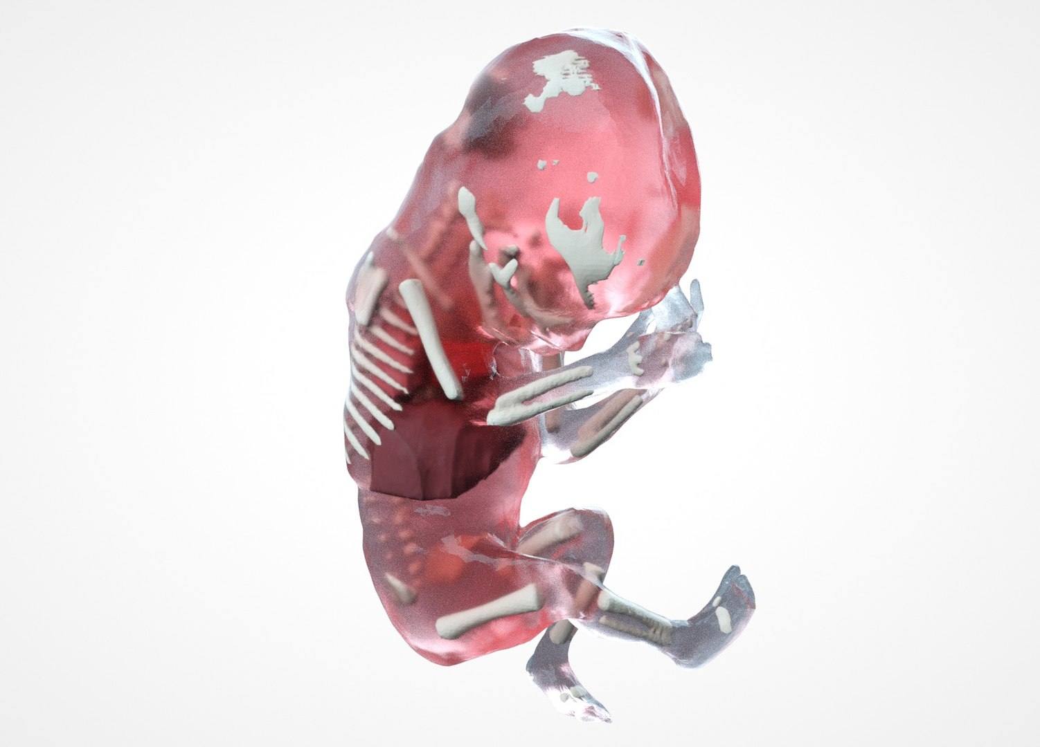 3D Fetus Baby Embryo - TurboSquid 1425690