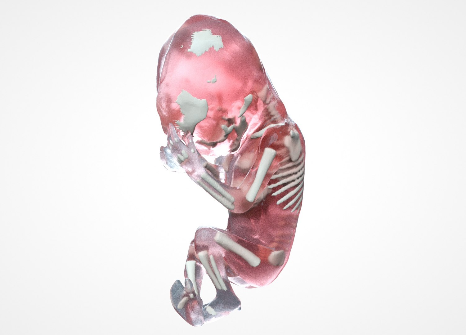 3D Fetus Baby Embryo - TurboSquid 1425690
