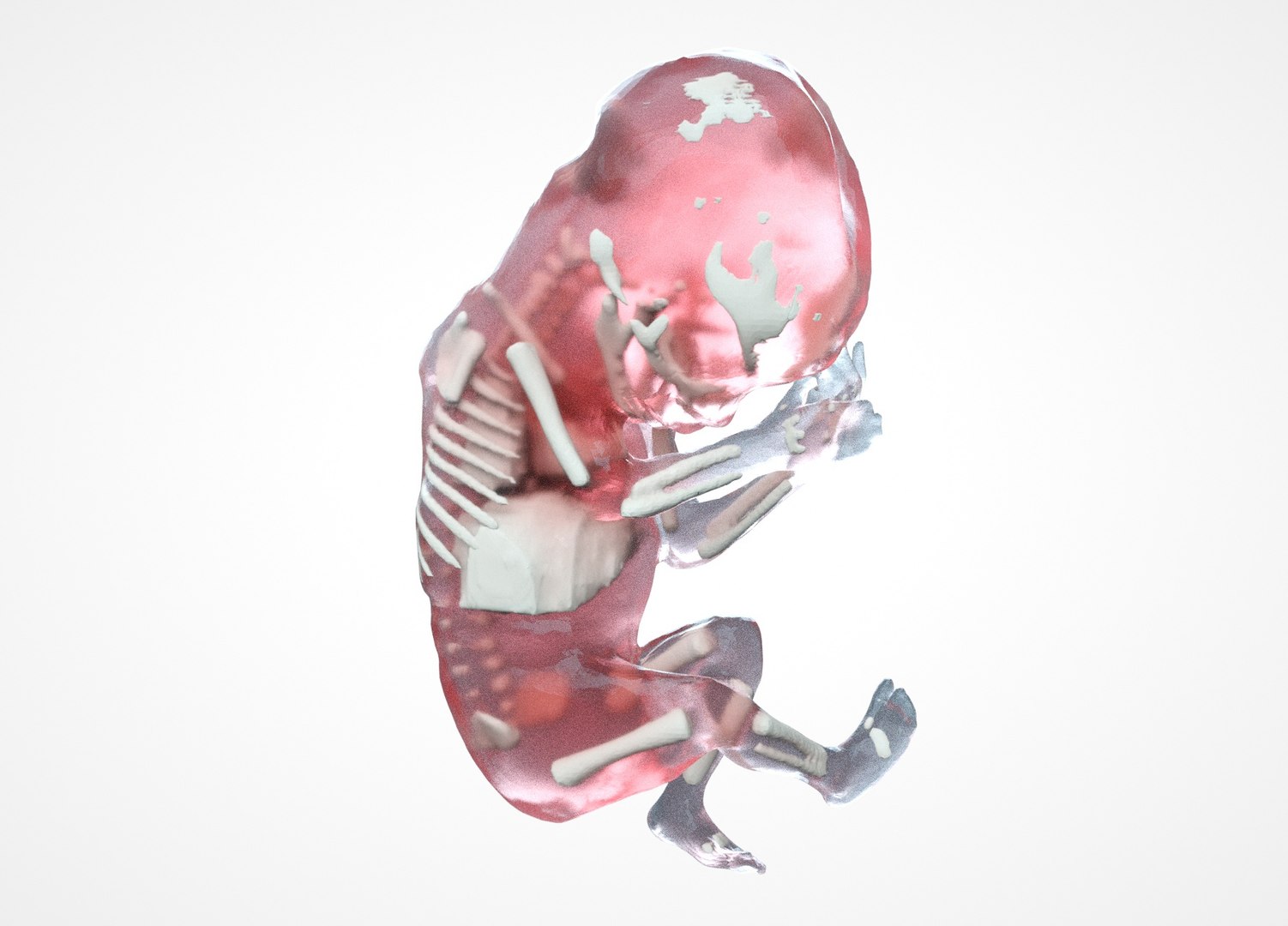 3D Fetus Baby Embryo - TurboSquid 1425690