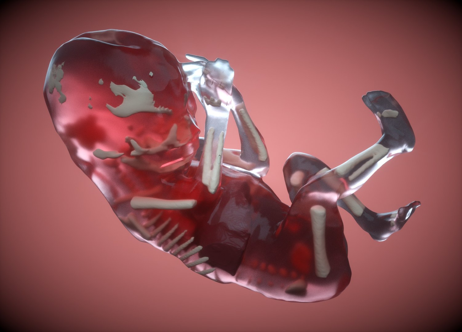 3D Fetus Baby Embryo - TurboSquid 1425690