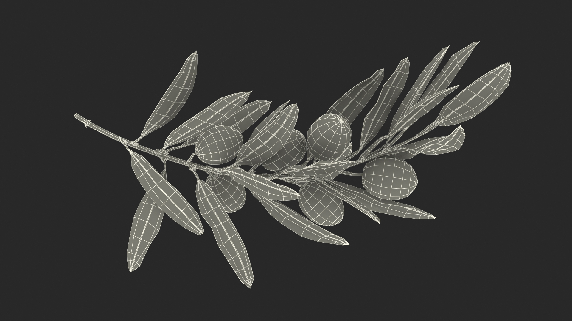 3D Model Olive Branch With Black Olives - TurboSquid 1947594