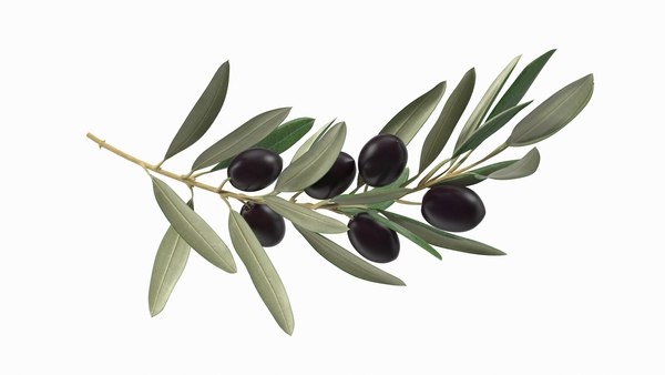 3D model Olive Branch with Black Olives - TurboSquid 1947594