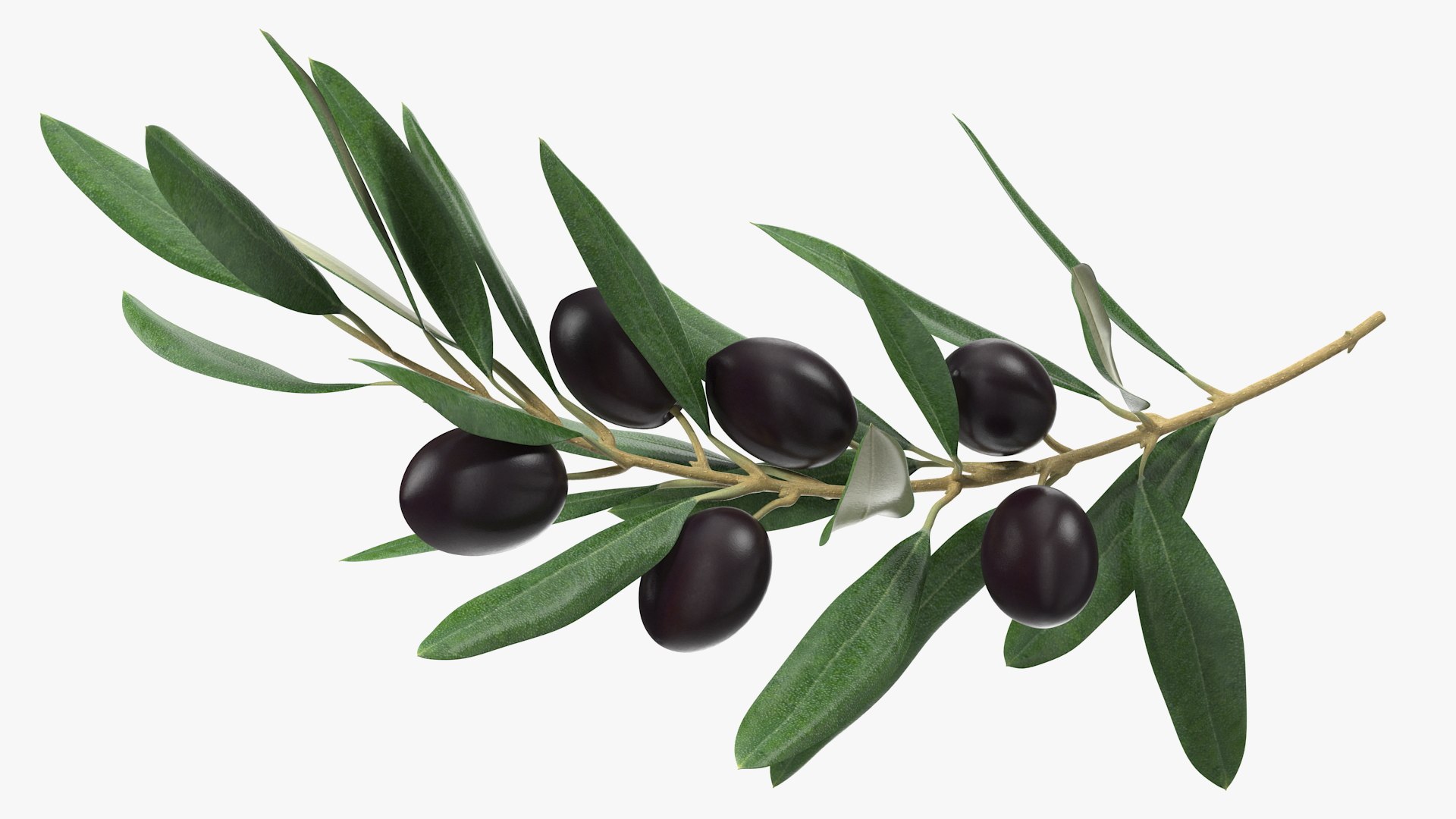 3D Model Olive Branch With Black Olives - TurboSquid 1947594