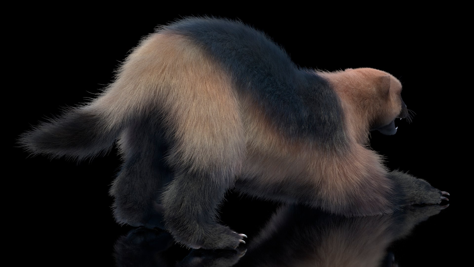 3D Wolverine Prepares Attack Pose Fur model - TurboSquid 2157043