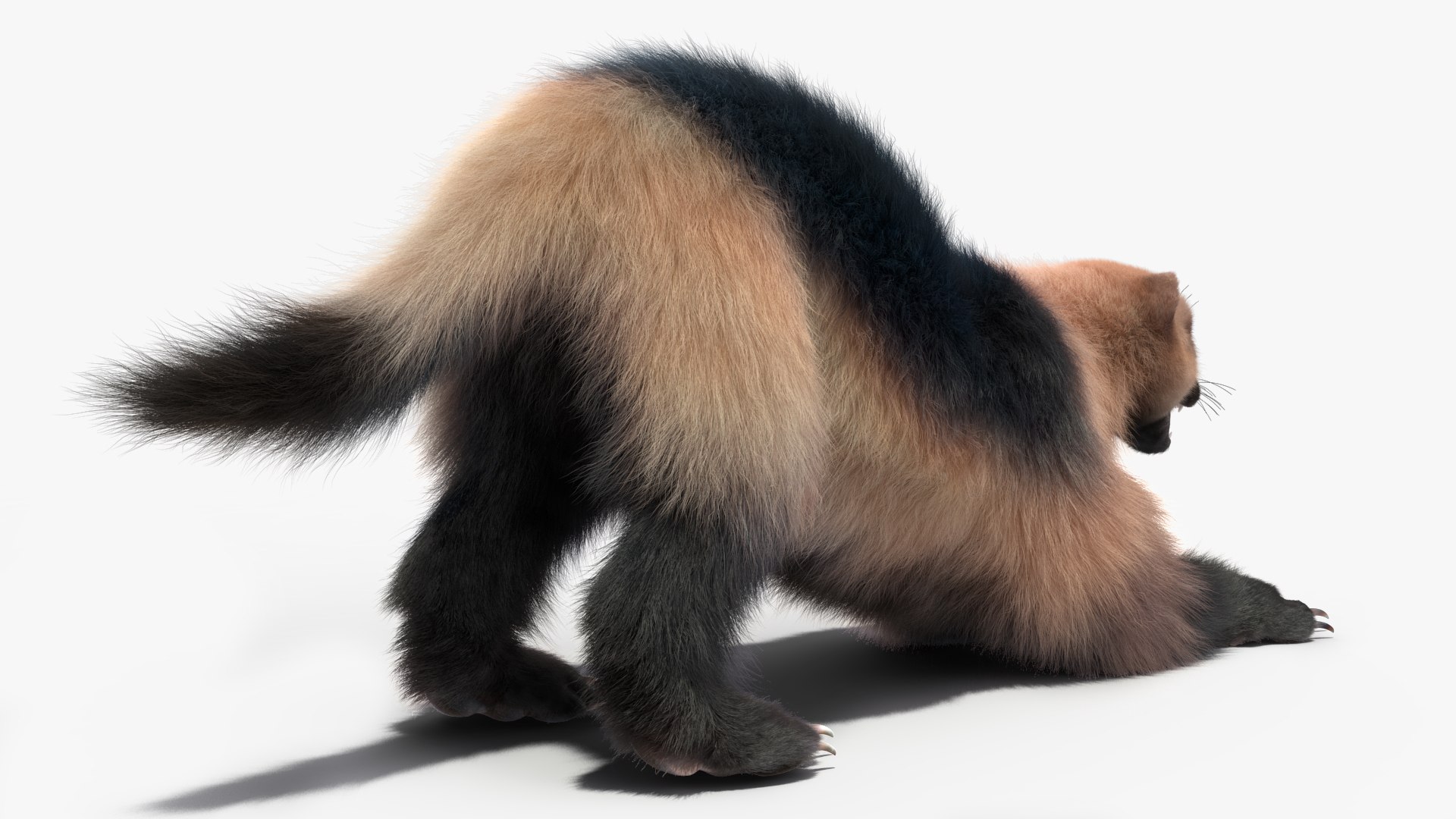 3D Wolverine Prepares Attack Pose Fur model - TurboSquid 2157043