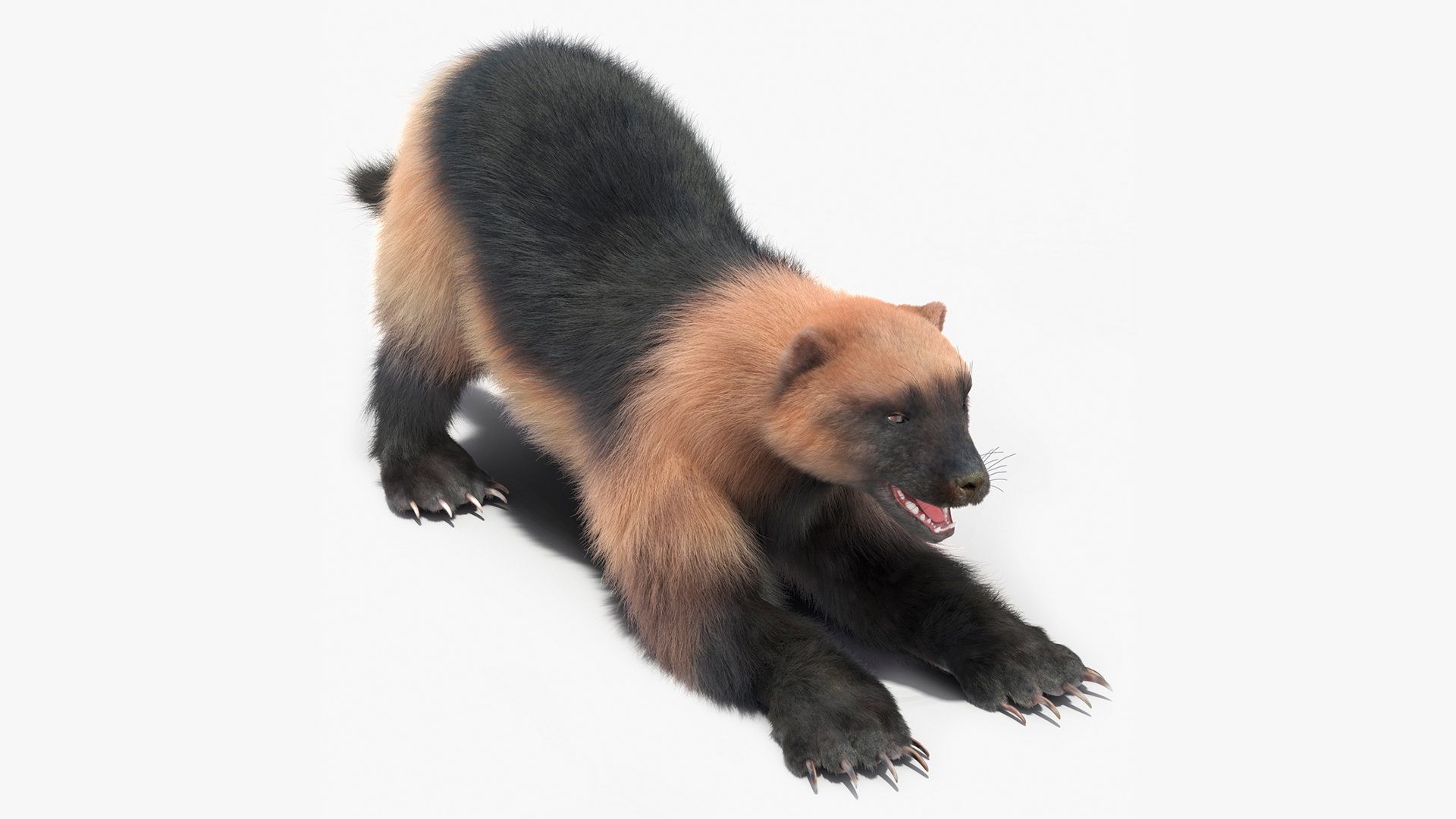 3D Wolverine Prepares Attack Pose Fur model - TurboSquid 2157043