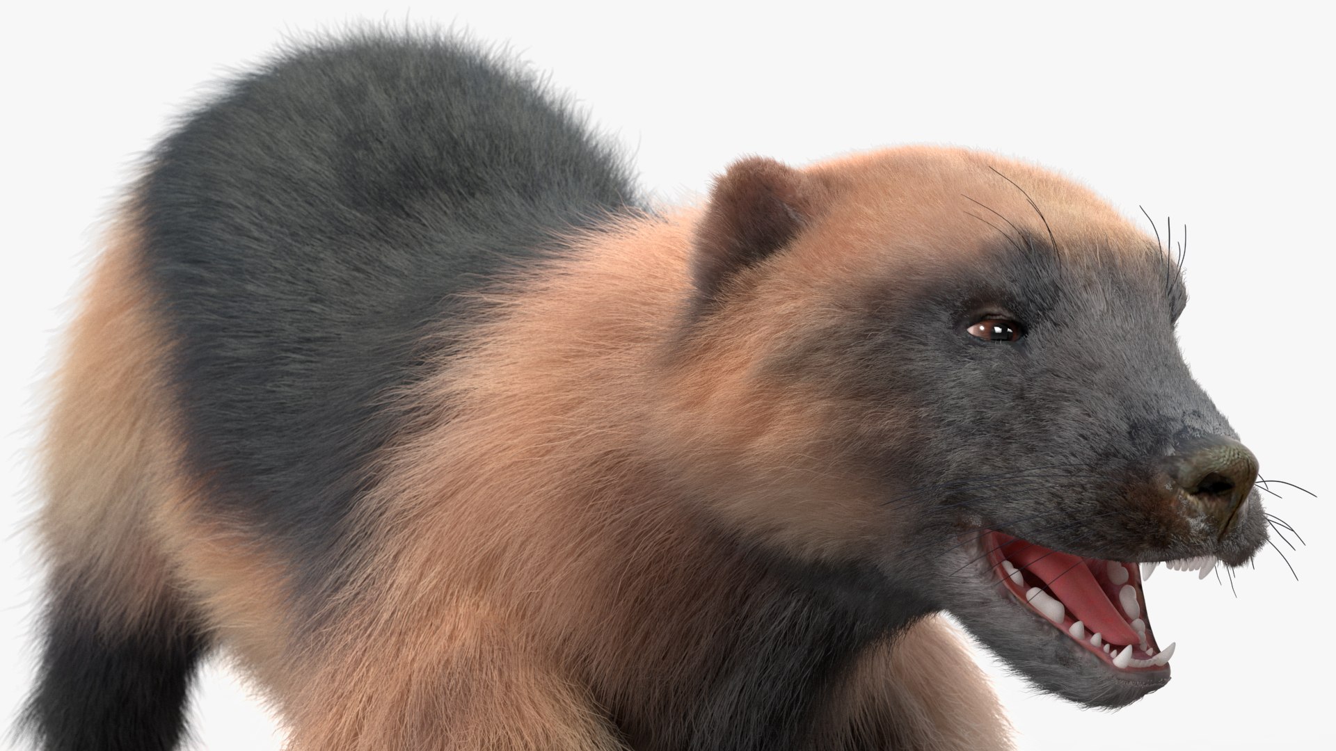 3D Wolverine Prepares Attack Pose Fur model - TurboSquid 2157043