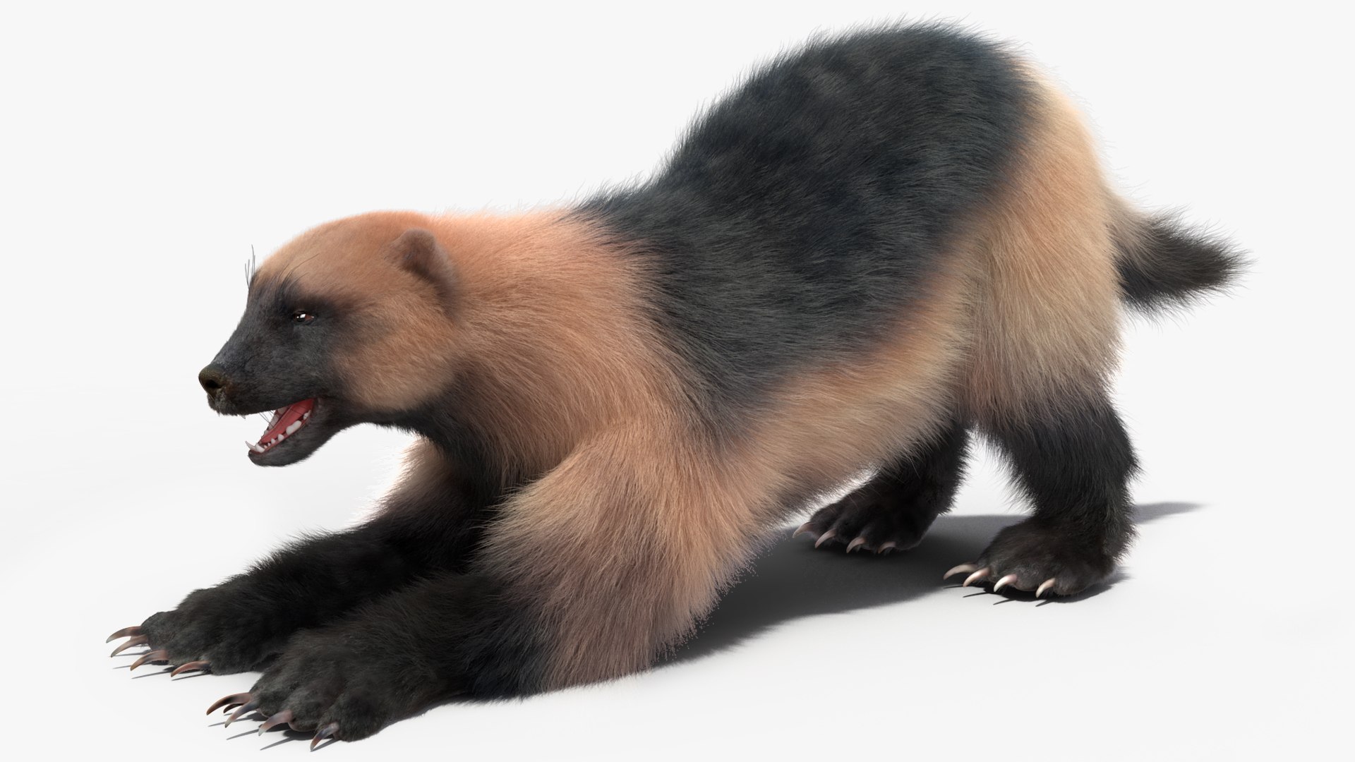 3D Wolverine Prepares Attack Pose Fur model - TurboSquid 2157043