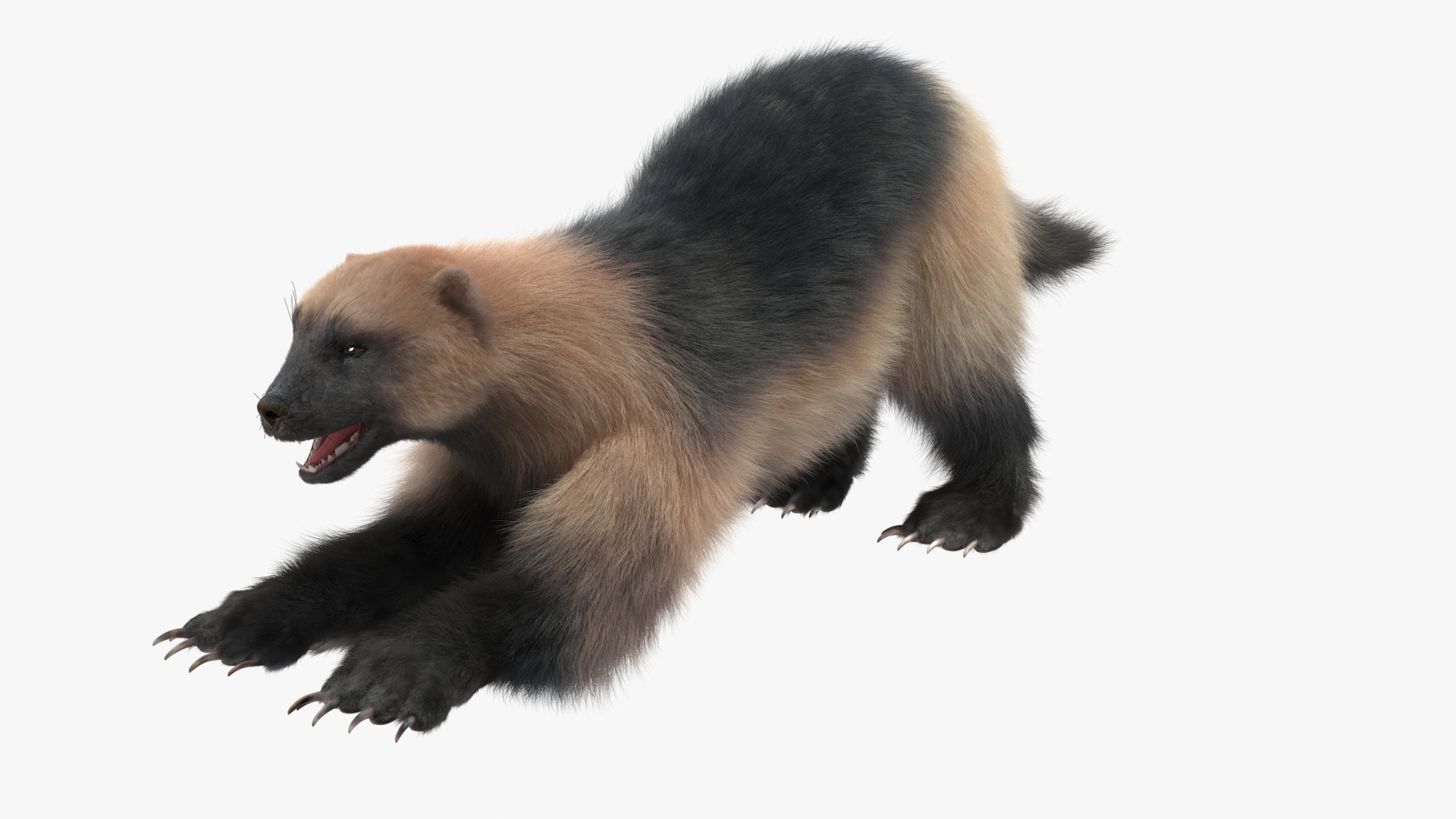 3D Wolverine Prepares Attack Pose Fur model - TurboSquid 2157043