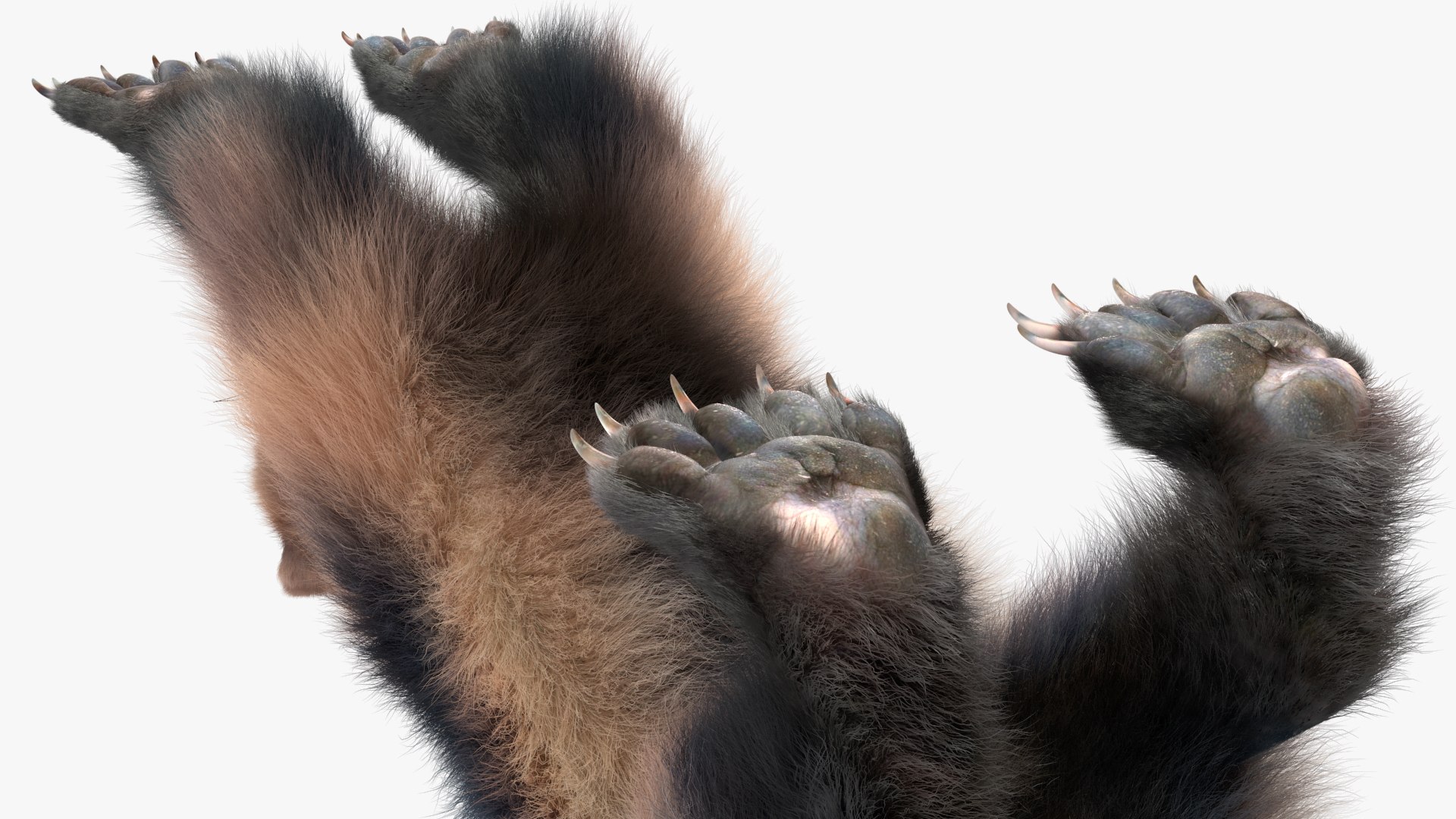3D Wolverine Prepares Attack Pose Fur model - TurboSquid 2157043