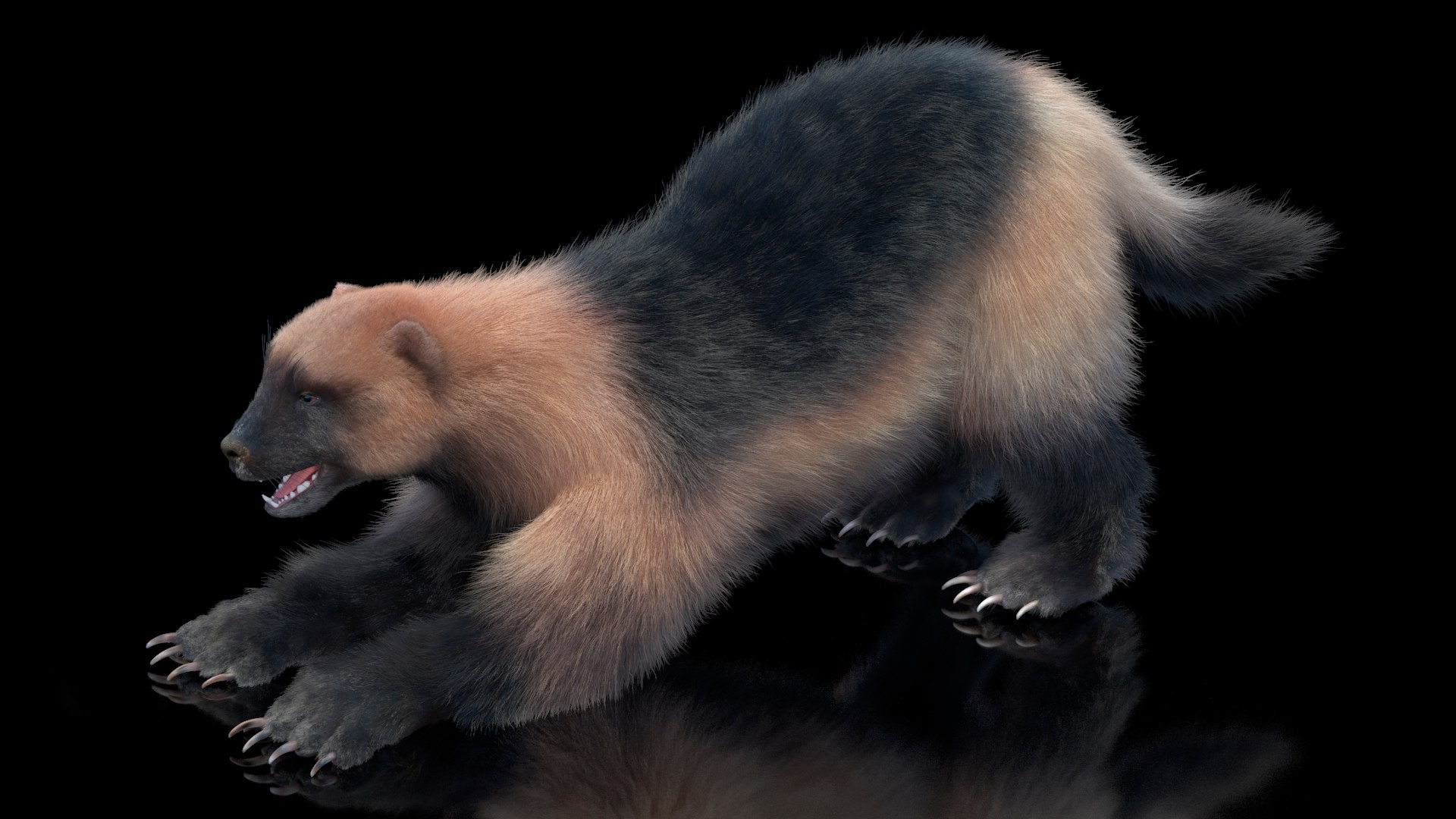 3D Wolverine Prepares Attack Pose Fur model - TurboSquid 2157043