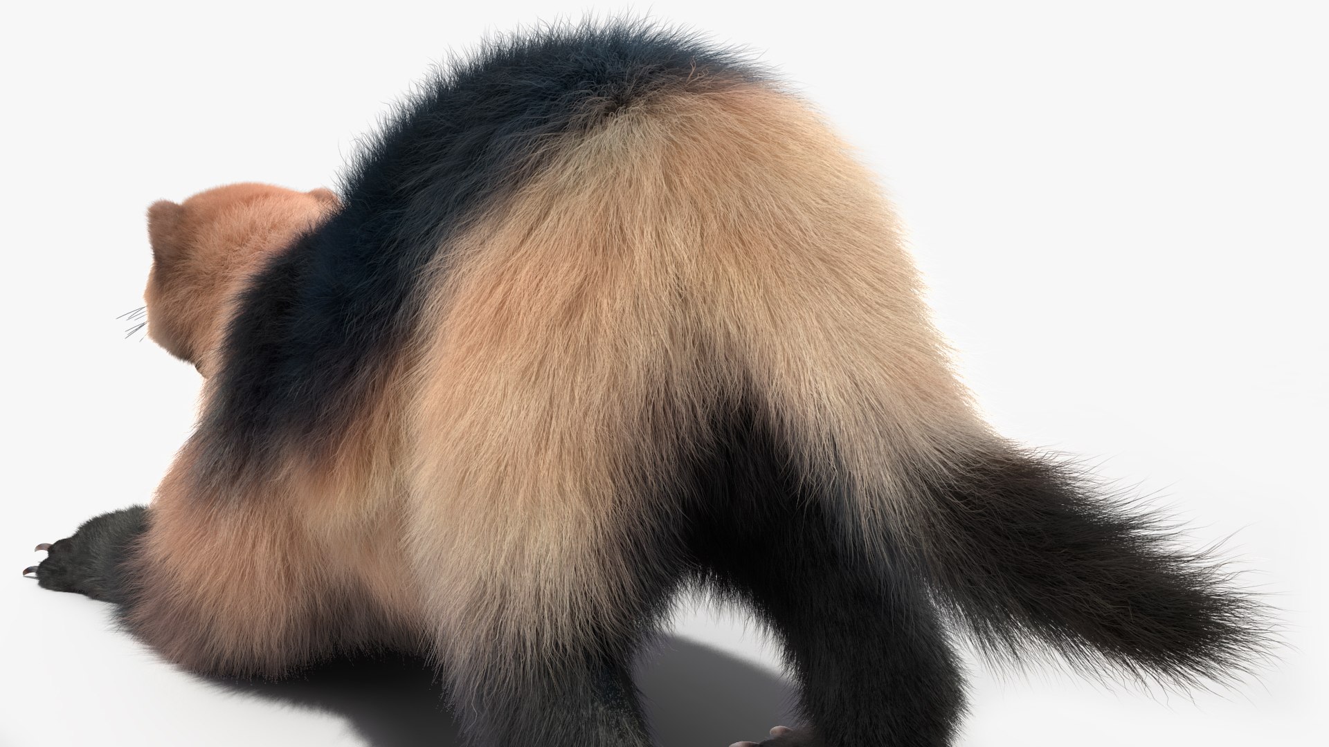 3D Wolverine Prepares Attack Pose Fur model - TurboSquid 2157043