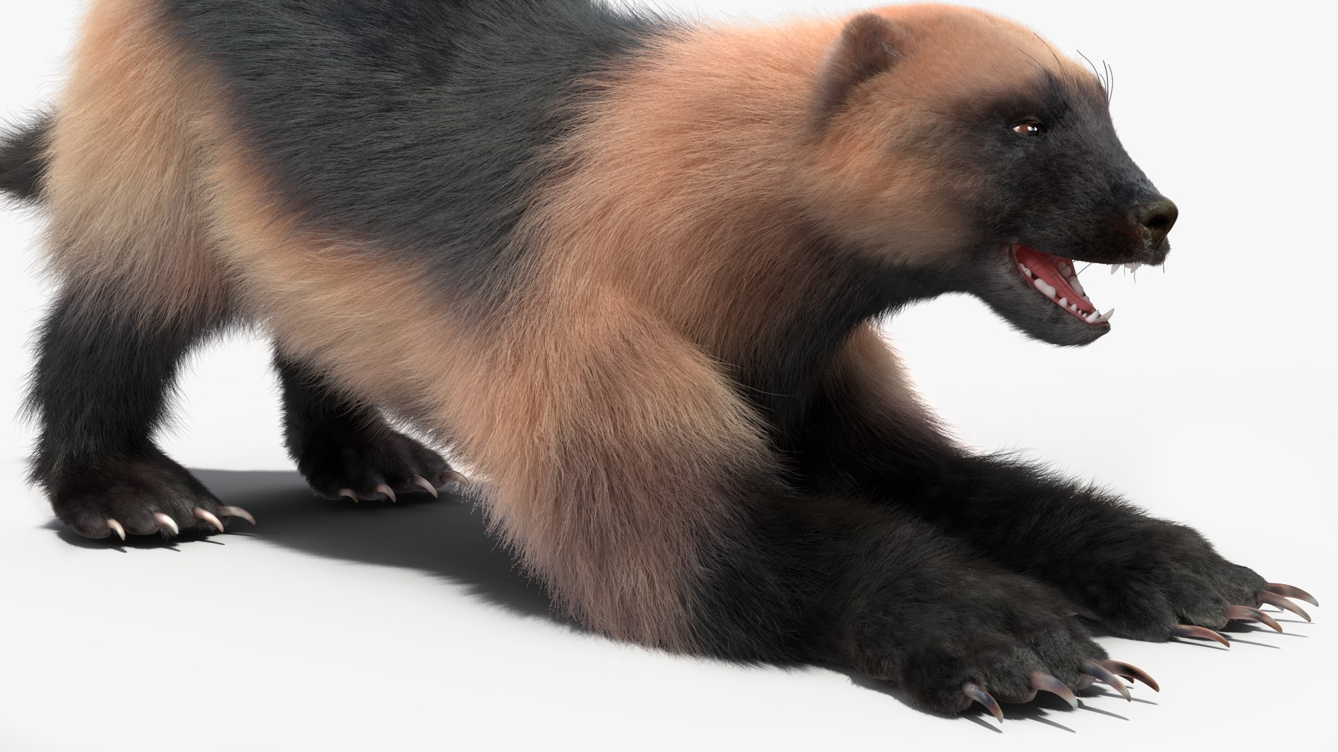 3D Wolverine Prepares Attack Pose Fur model - TurboSquid 2157043