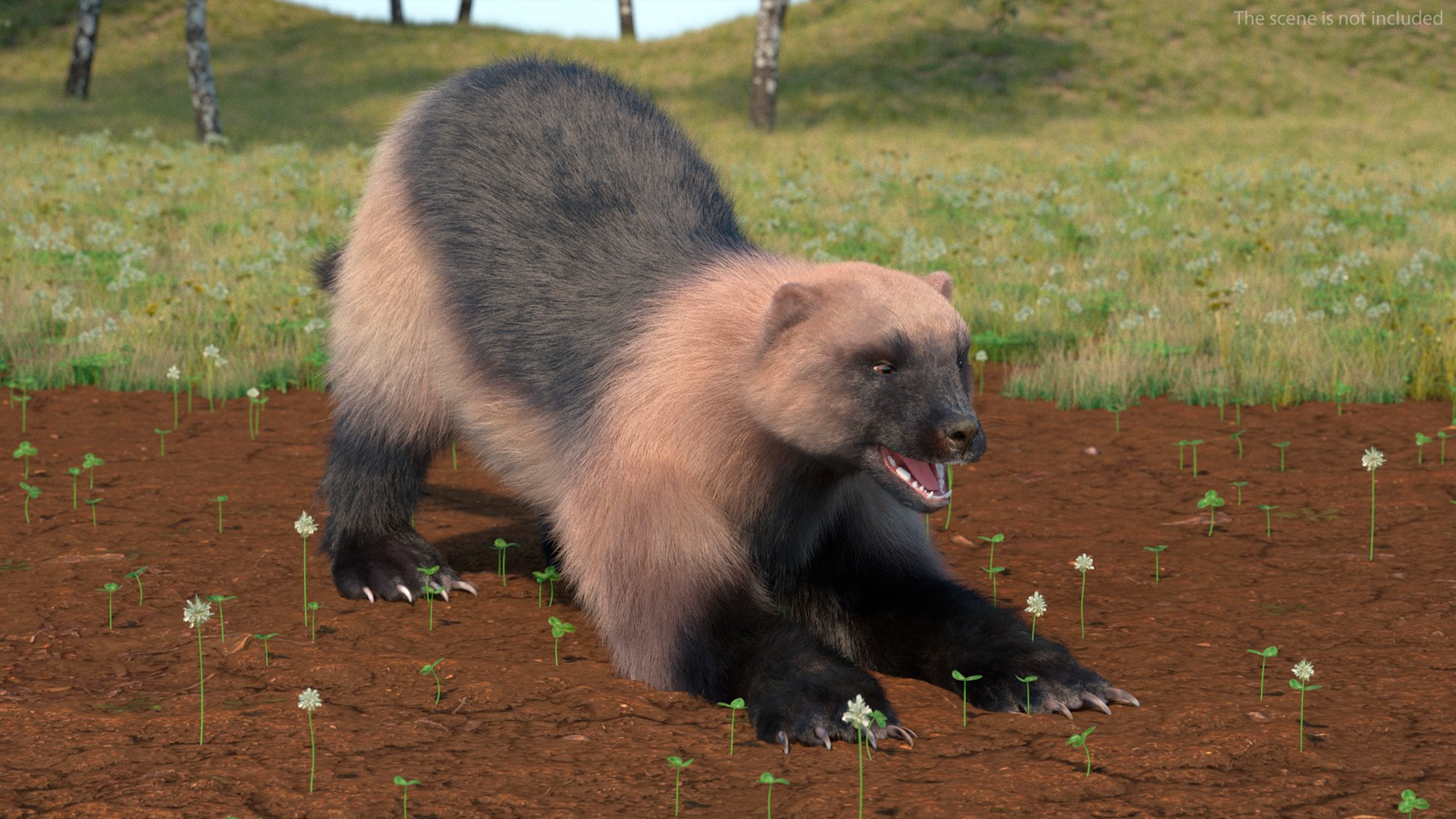 3D Wolverine Prepares Attack Pose Fur model - TurboSquid 2157043