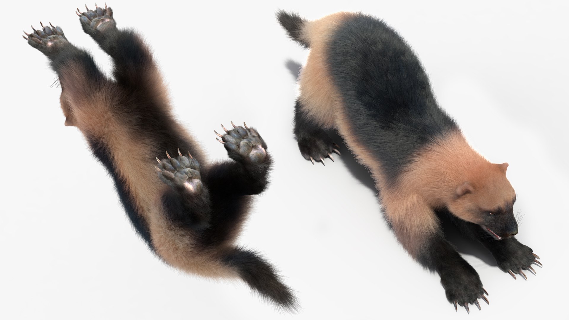 3D Wolverine Prepares Attack Pose Fur model - TurboSquid 2157043