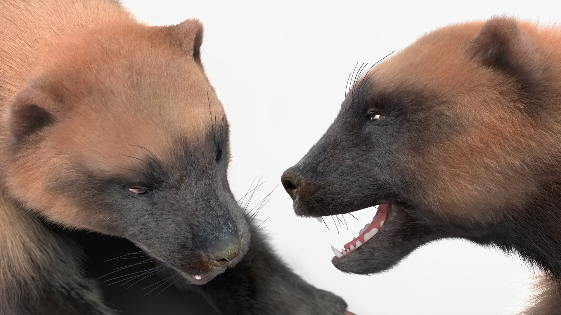 3D Wolverine Prepares Attack Pose Fur model - TurboSquid 2157043