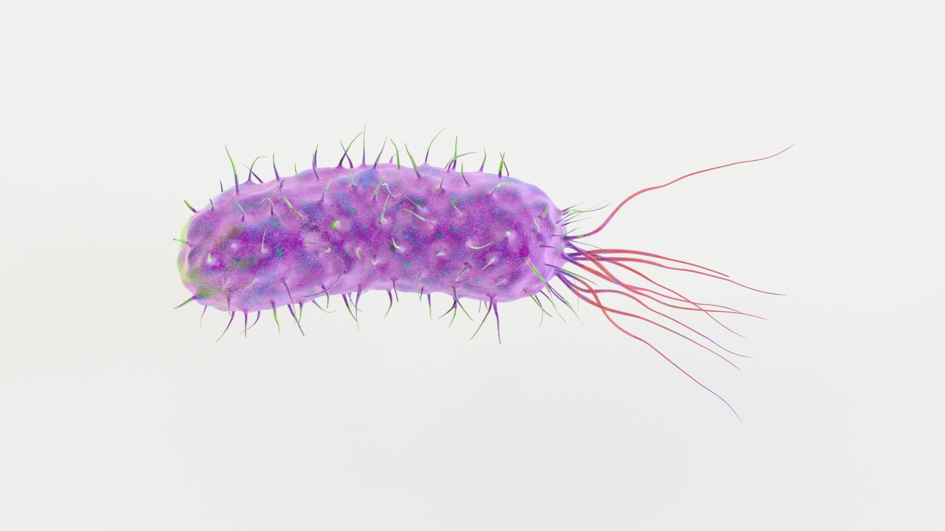 Bacillus 3D Model - TurboSquid 1506619